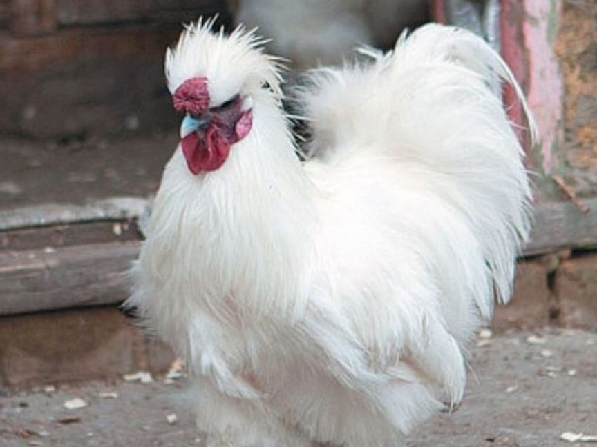 Петушки и утки