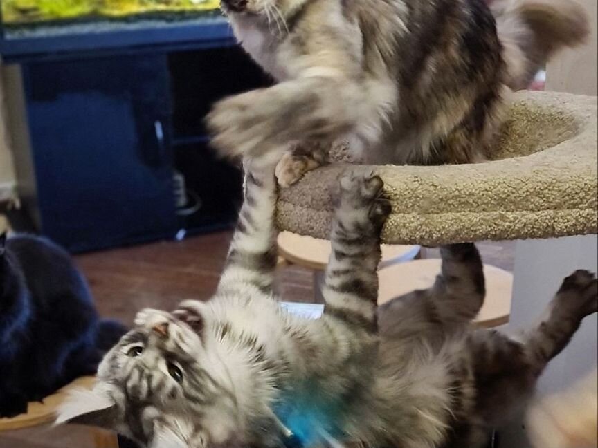 Девочка мейн-кун серебряная черепашка