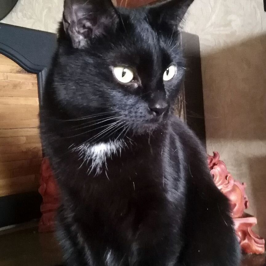 Окрас шоколадный, компаньон, хвостик, говорящая