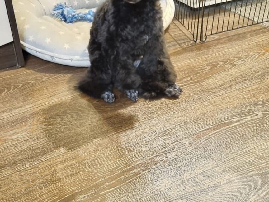 Карликовый пудель