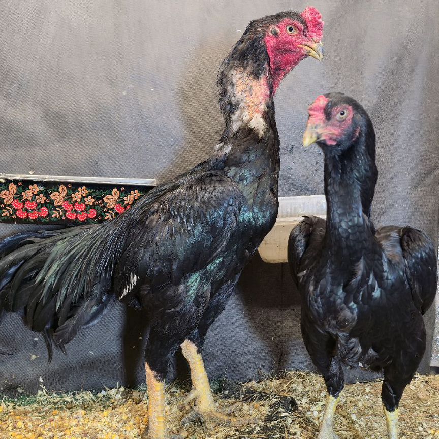 Бойцовые петухи и куры шамо