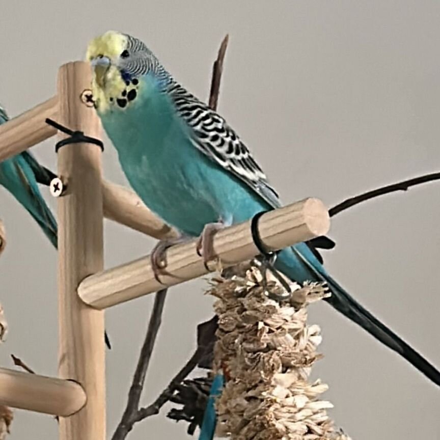 Волнистый попугай девочка