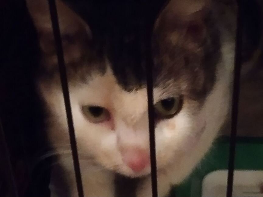 Кошка в добрые руки