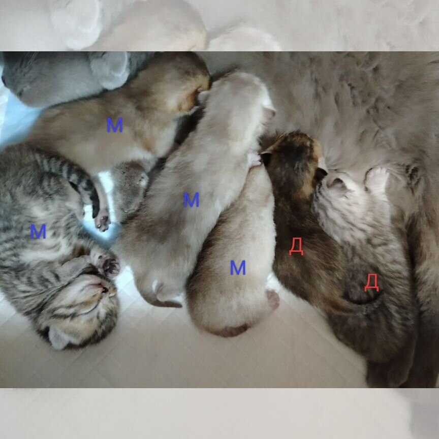 Шотландские котята