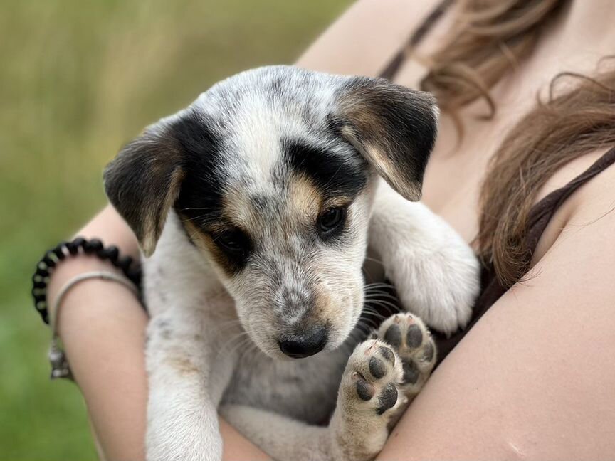 Щенки бесплатно