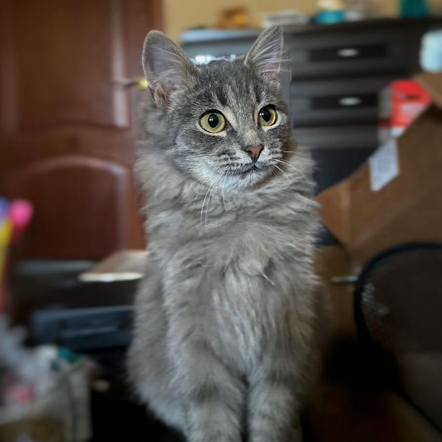 Кнопочка кошечка в добрые руки