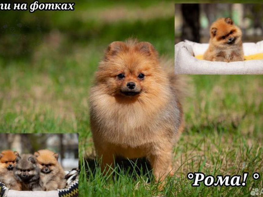 Померанский шпиц