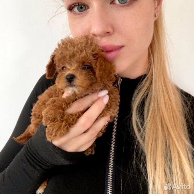 Микро корейский пудель девочка тикап