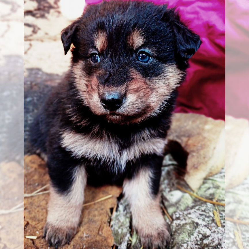 Щенок 1 мес мальчик