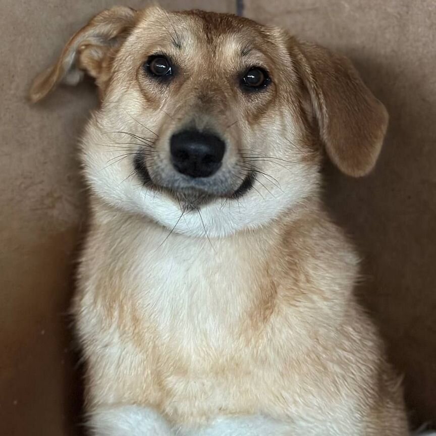 Собачка небольшая из приюта