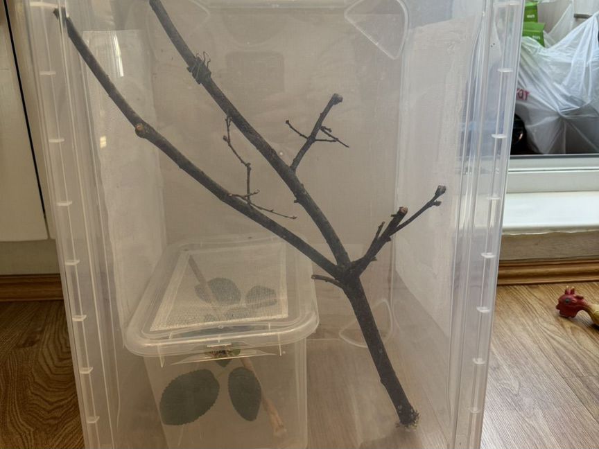 Террариум для насекомых