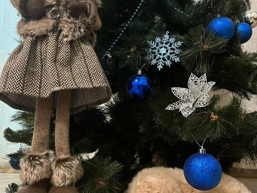 Щенок бишон фризе