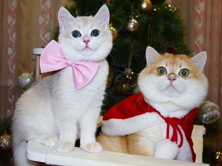 Котята золотая шиншилла с документами