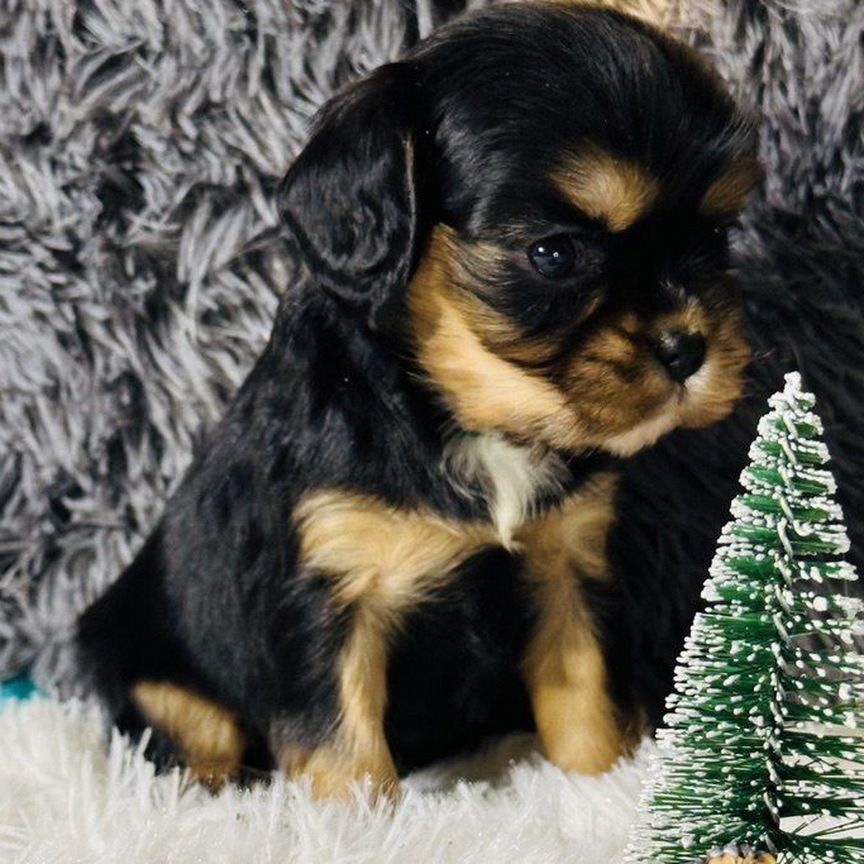 Кавалер кинг-чарльз-спаниель, щенок