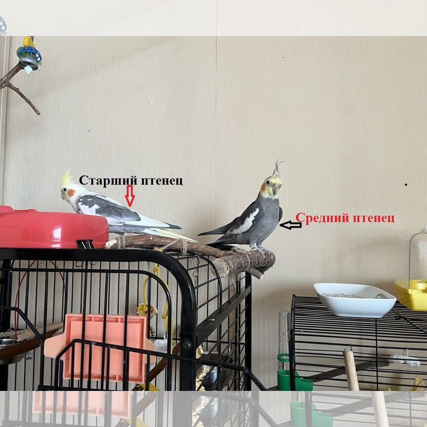 Попугай корелла мальчик