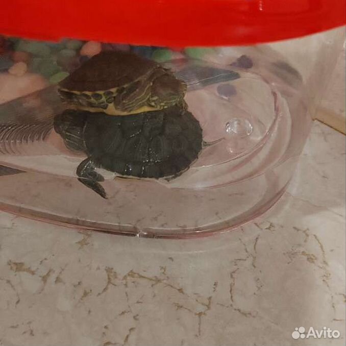 Черепахи мальчик и девочка