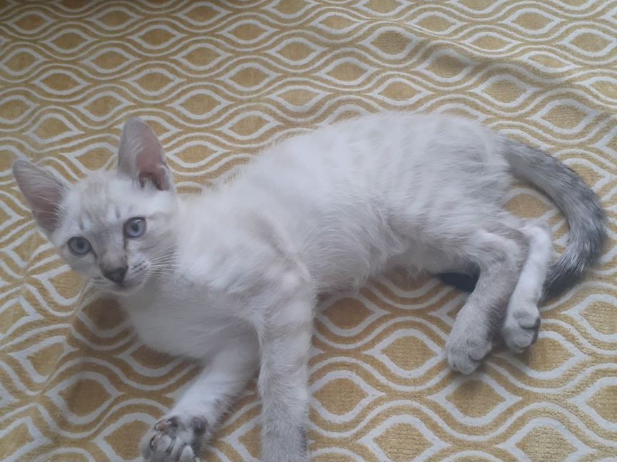 Кошка