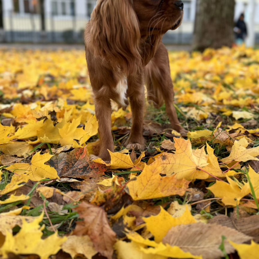 Подрощенный щенок кавалер кинг чарльз