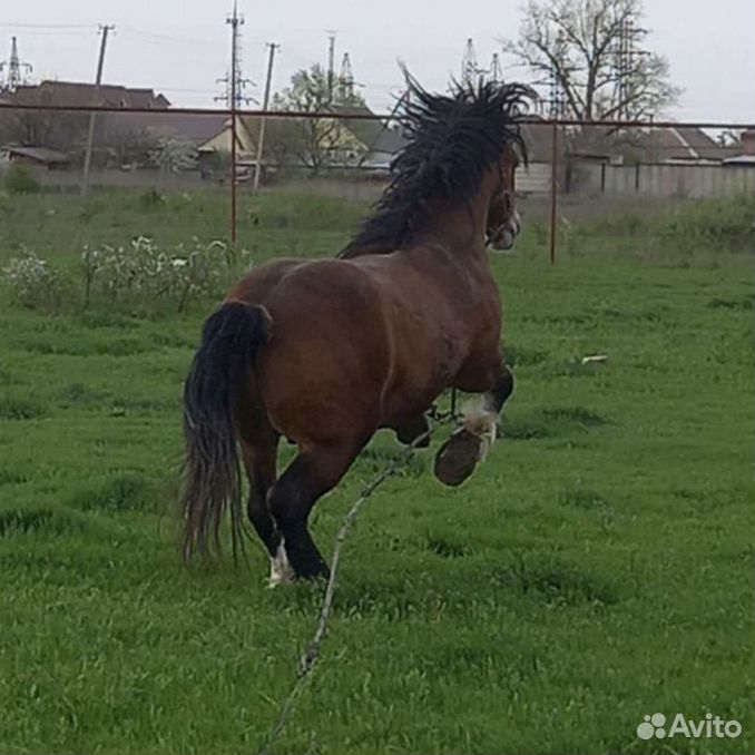 Жеребец тяжеловоз