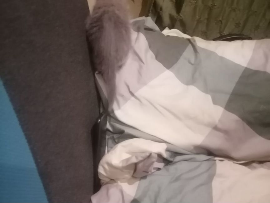 Отдам бесплатно котят британцев