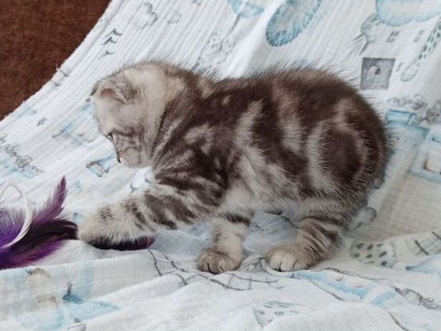 Черный мрамор шотландский котенок