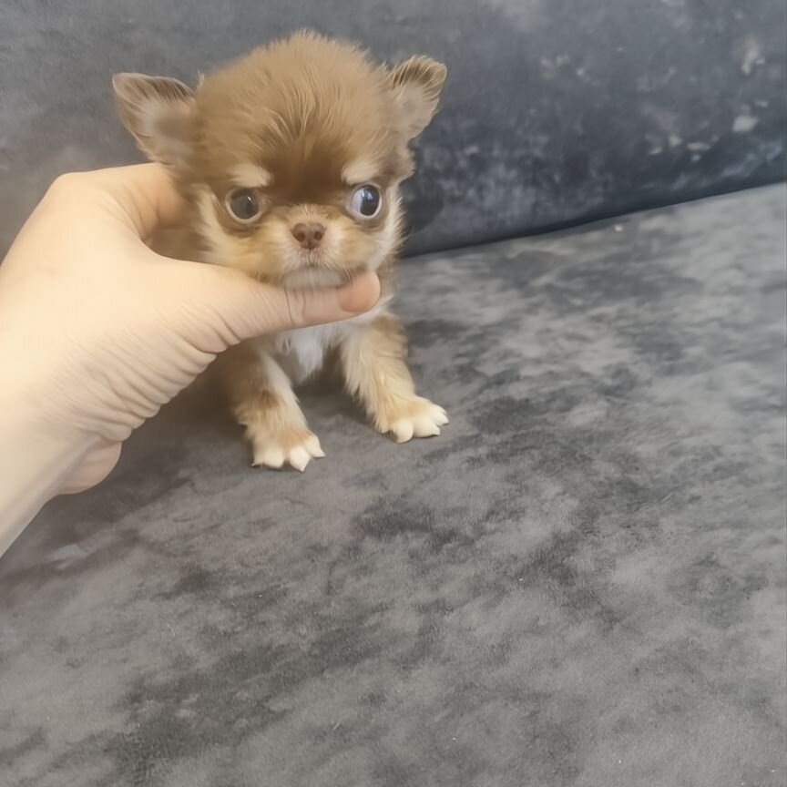 Чихуахуа, щенок