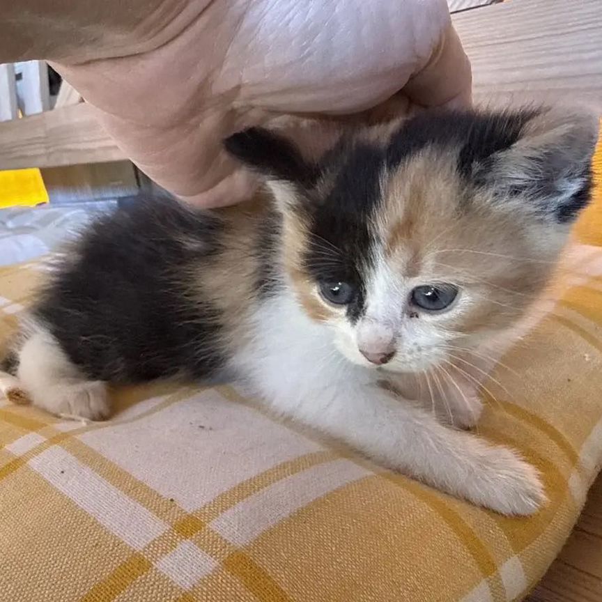 Котёнок в добрые руки