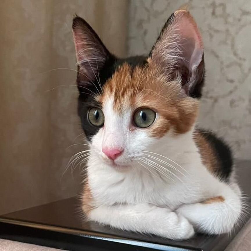 Котенок девочка 3 месяца