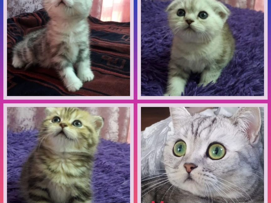 Котята шотландцы вислоухие