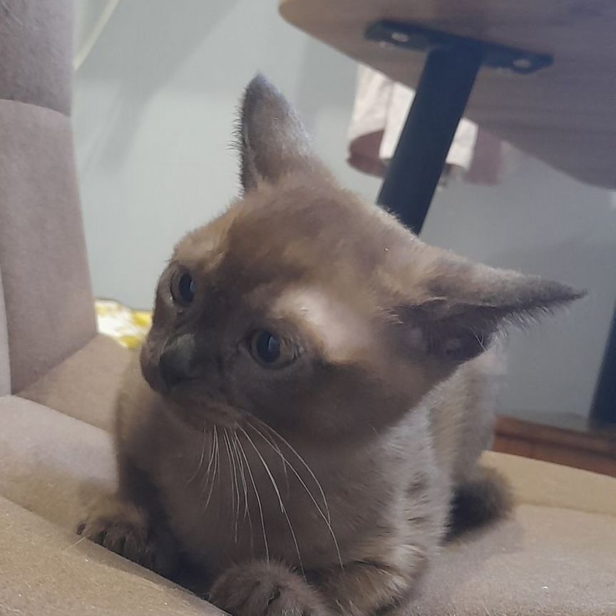 Продам бурманскую кошечку