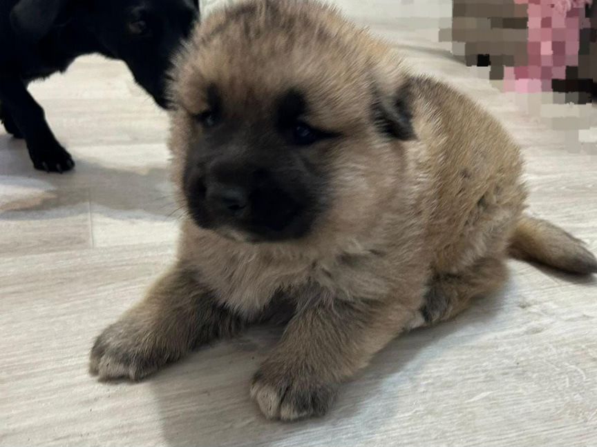 Кавказская овчарка