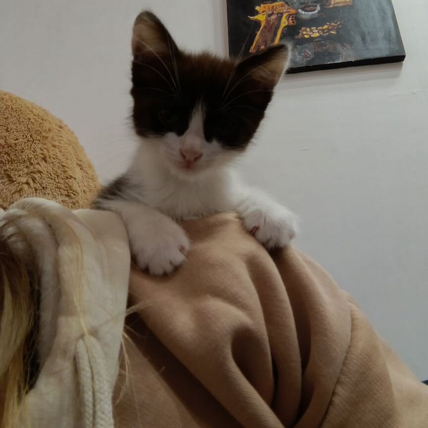 Котёнок в добрые руки