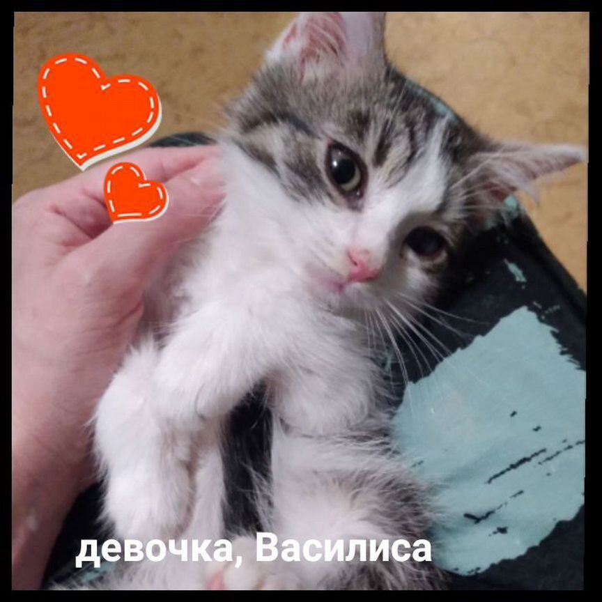 В добрые руки