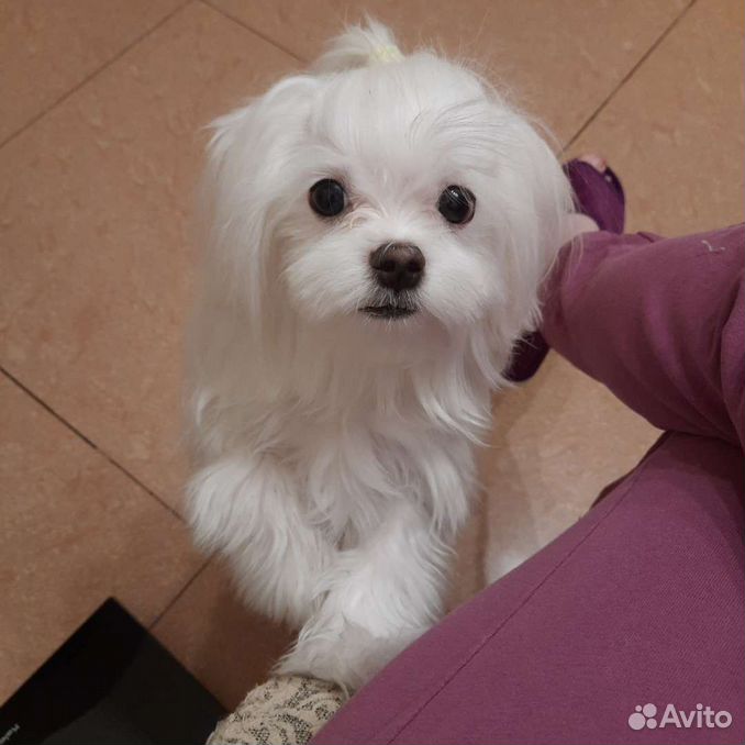 Мальтезе вязка