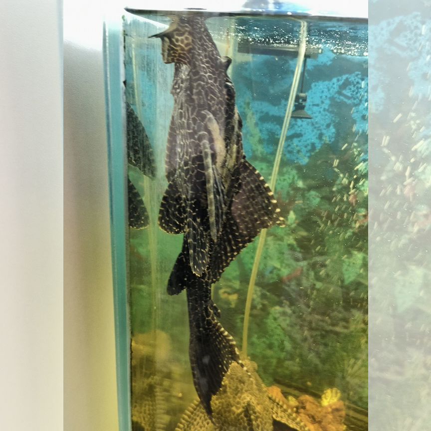 Аквариумные сомы крупные