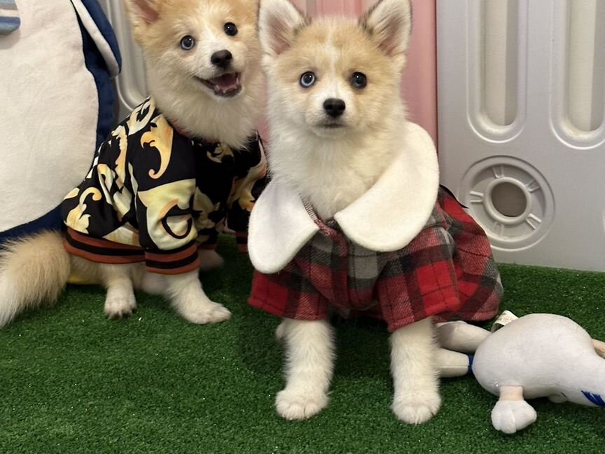 Щенки помски