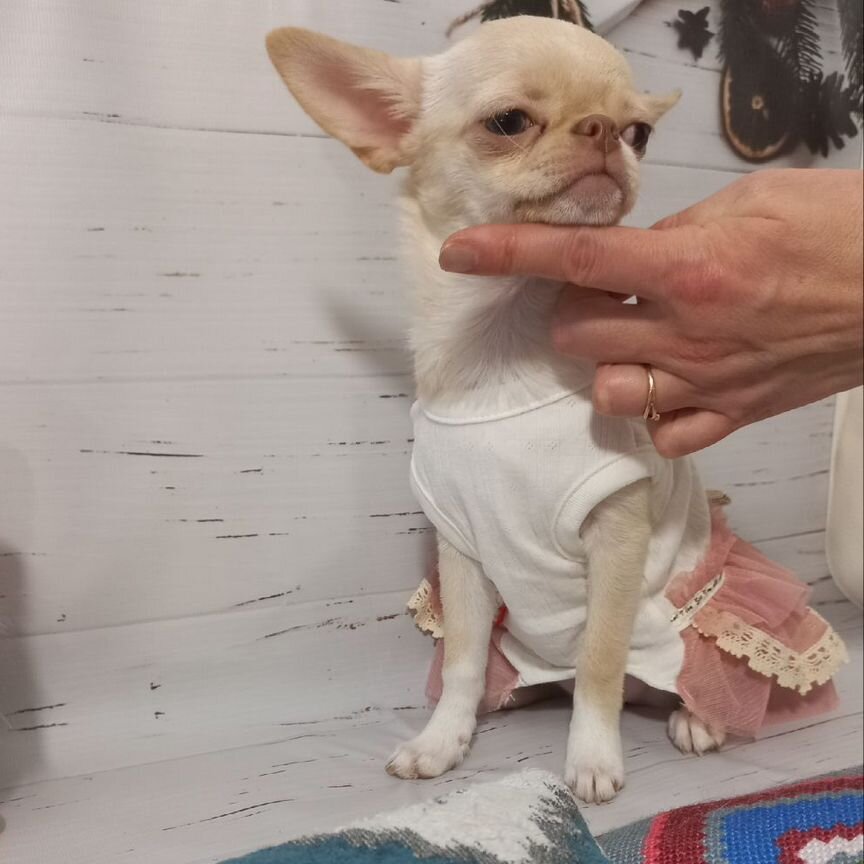 Чихуахуа, щенок