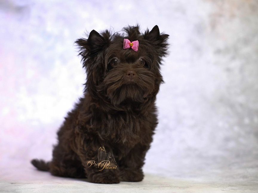 Шоколадный йорк, девочка