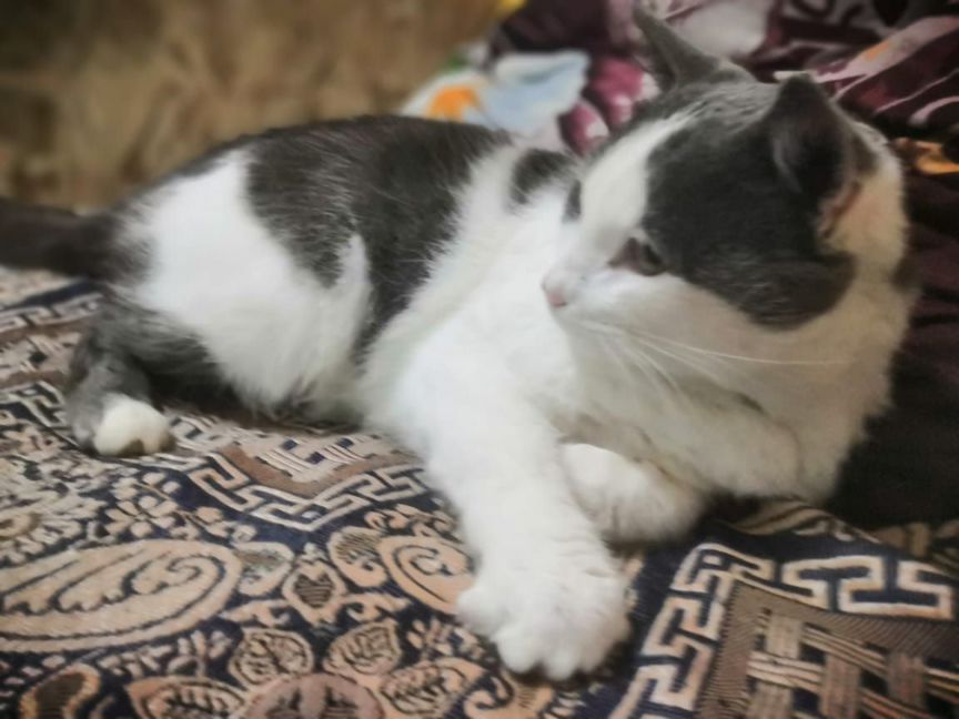 Кот в добрые руки