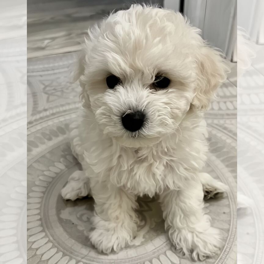 Бишон фризе, щенок