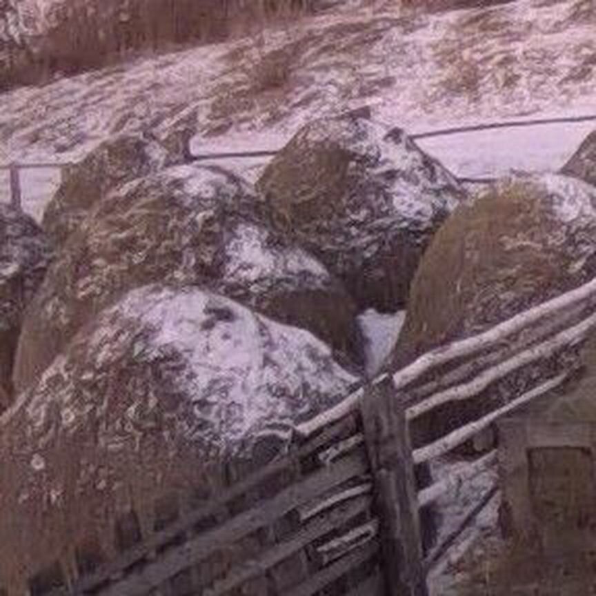 Продам сено в копнах