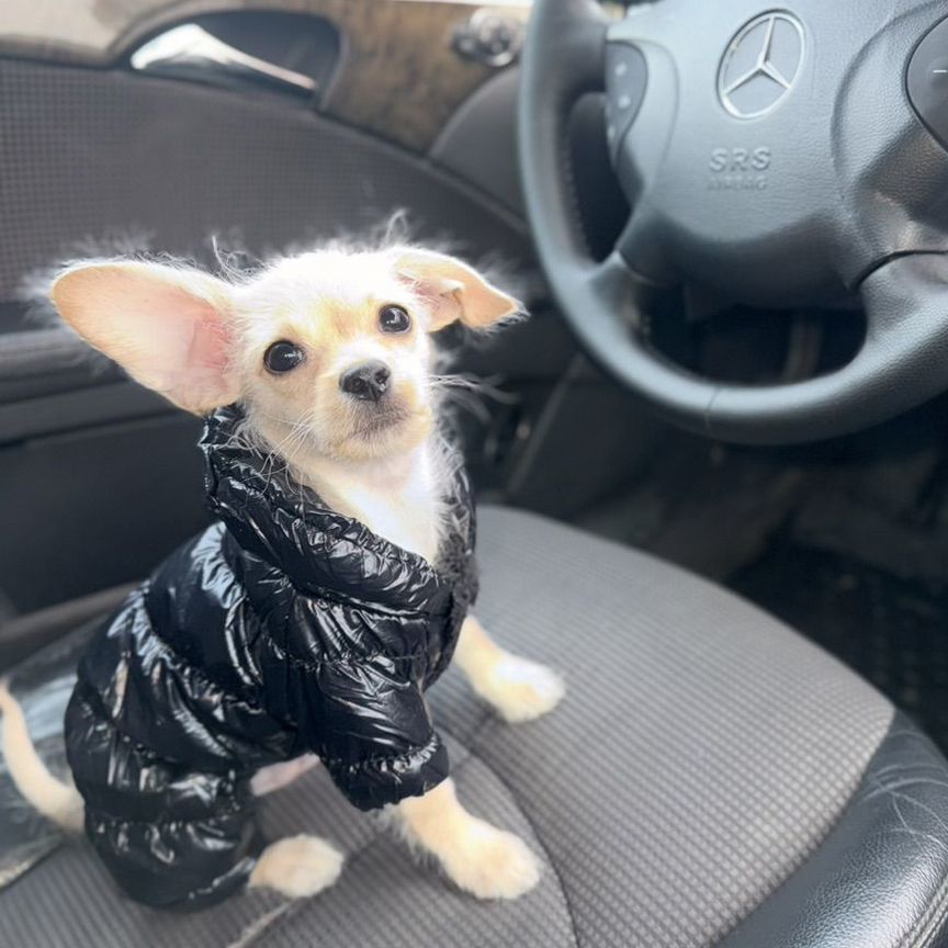 Той-пудель, щенок