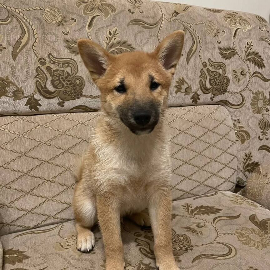 Щенок сиба-ину