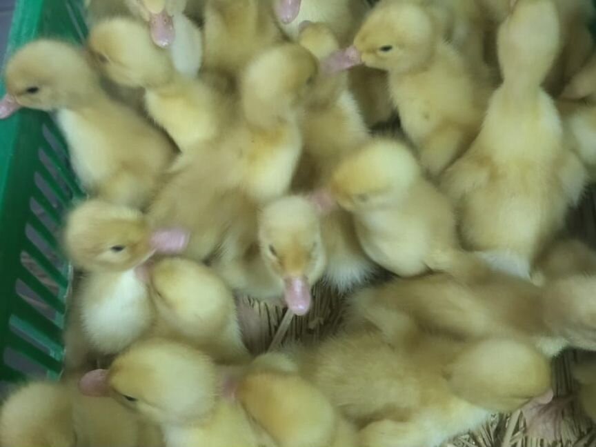 Утята chery черри велли