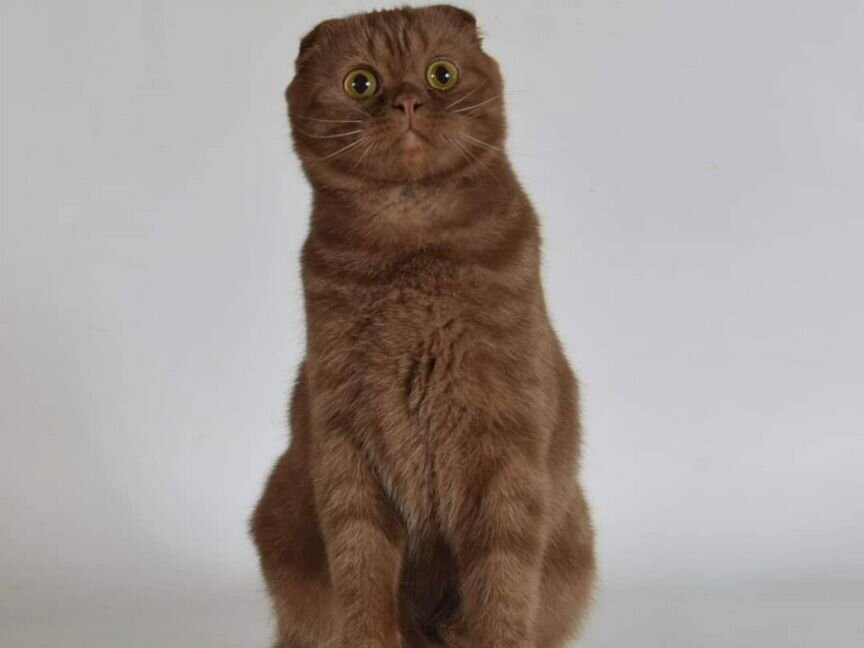 Циннамон кот фолд, кошка страйт