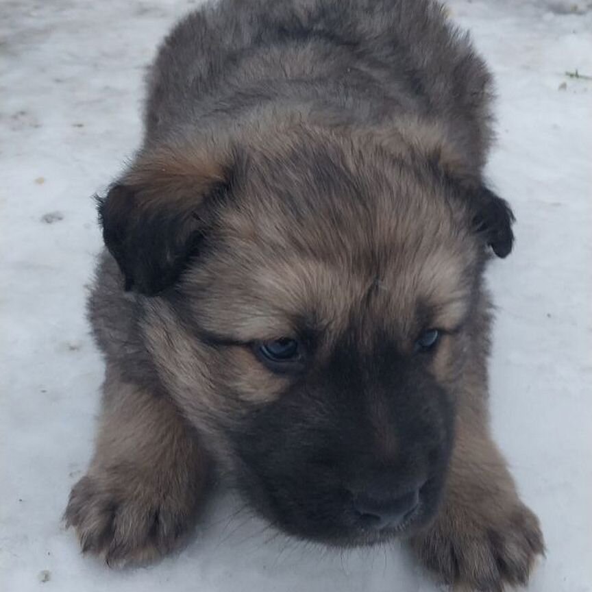 Мальчик щеночек