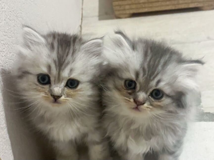Длинношерстные клубные британские котята