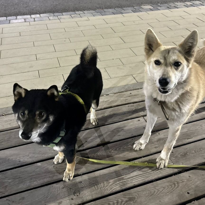 Сиба-ину бесплатно