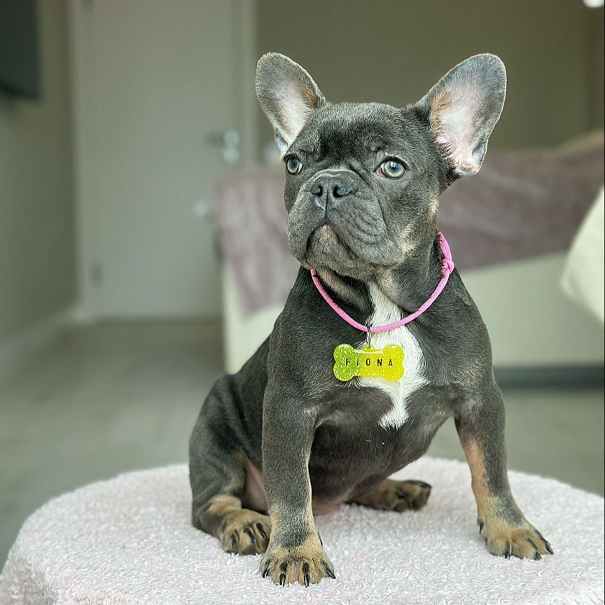 Французский бульдог