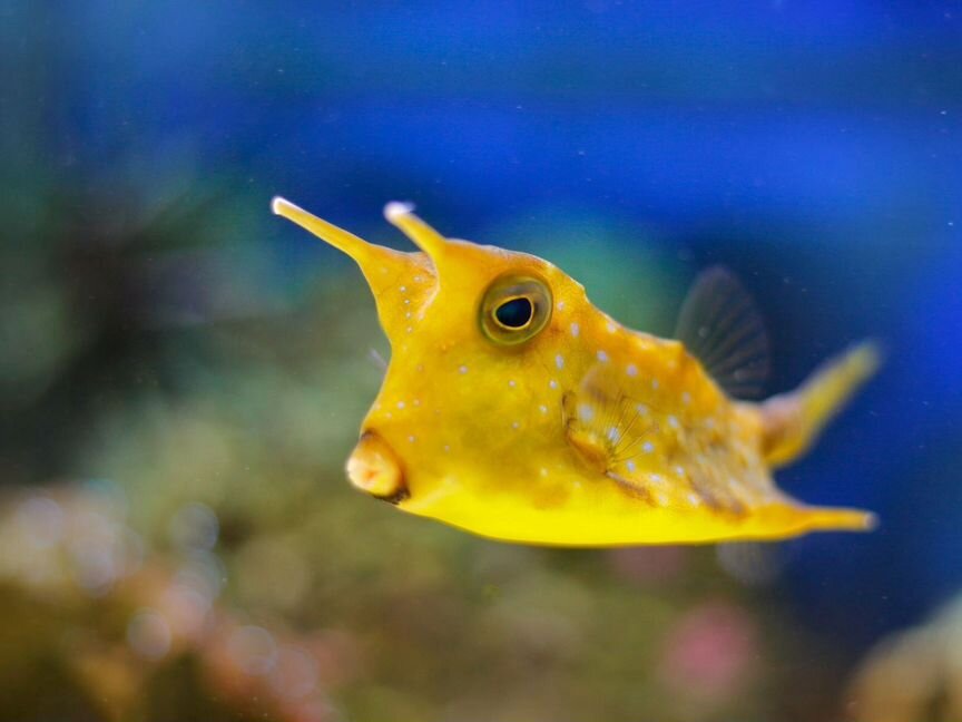 Рыбка Кузовок Длиннорогий желтый